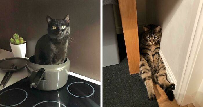 “What’s Wrong With Your Cat?”: 50 “Faulty” Cats That Can’t Stop ...
