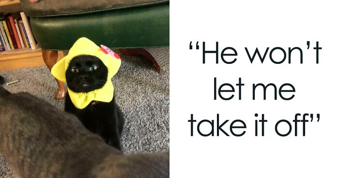 “What’s Wrong With Your Cat?”: 50 “Faulty” Cats That Can’t Stop ...