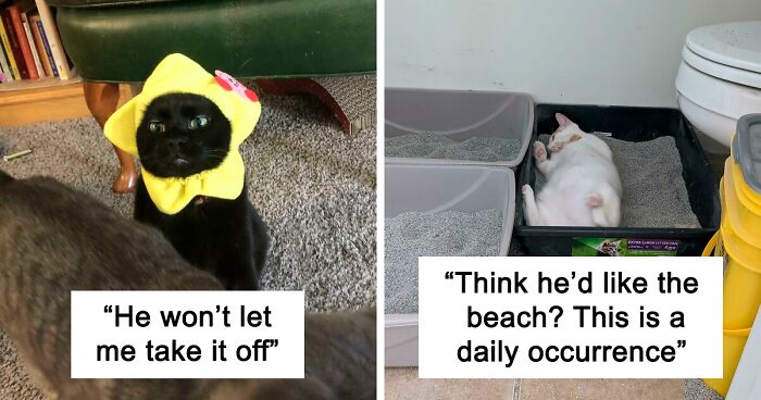 “What’s Wrong With Your Cat?”: 50 “Faulty” Cats That Can’t Stop ...