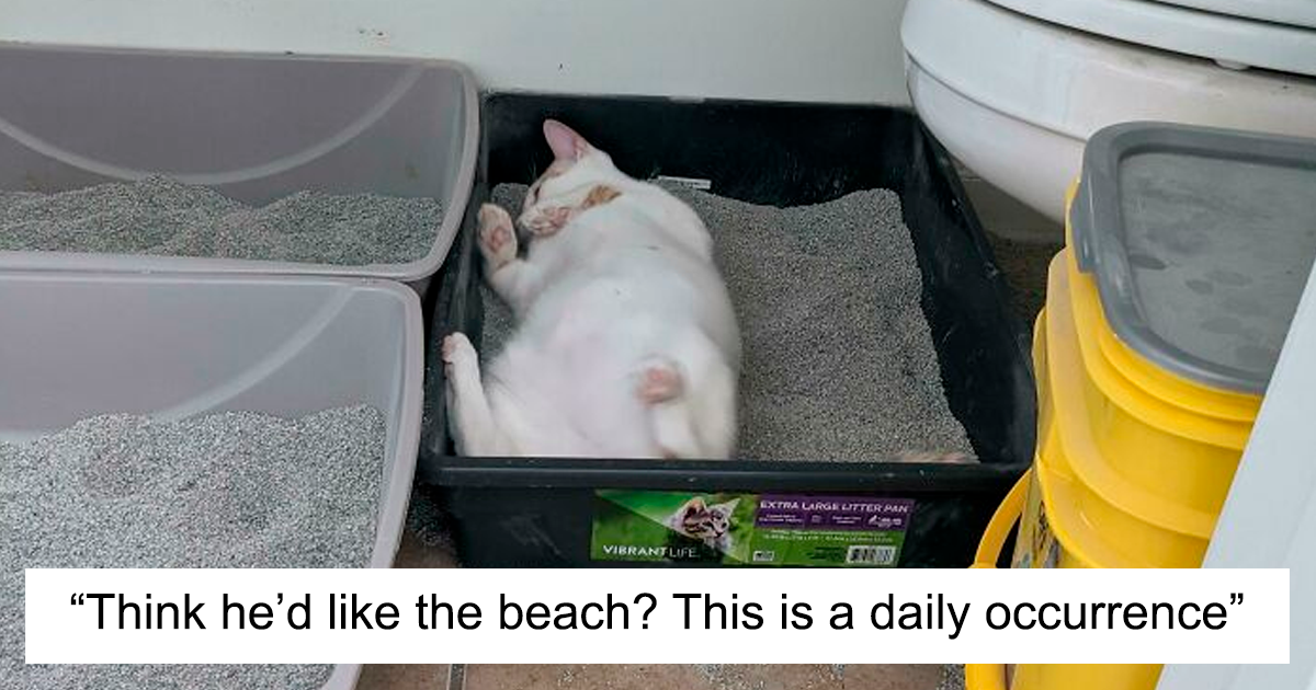 “What’s Wrong With Your Cat?”: 50 “Faulty” Cats That Can’t Stop ...