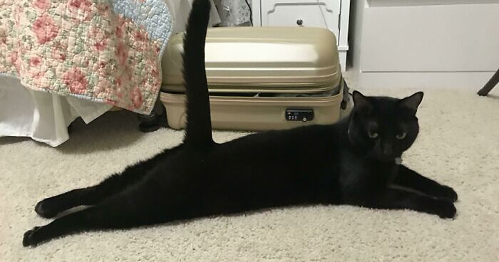 “What’s Wrong With Your Cat?”: 50 “Faulty” Cats That Can’t Stop ...