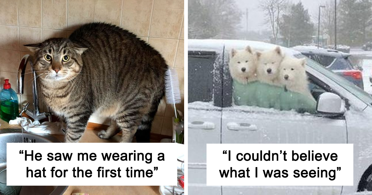 50 Wholesome Memes As Shared By This Page To Brighten Up Your Day (New ...