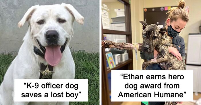 10 Inspiring Stories Of Pets Who Became Heroes Of 2022 | Bored Panda