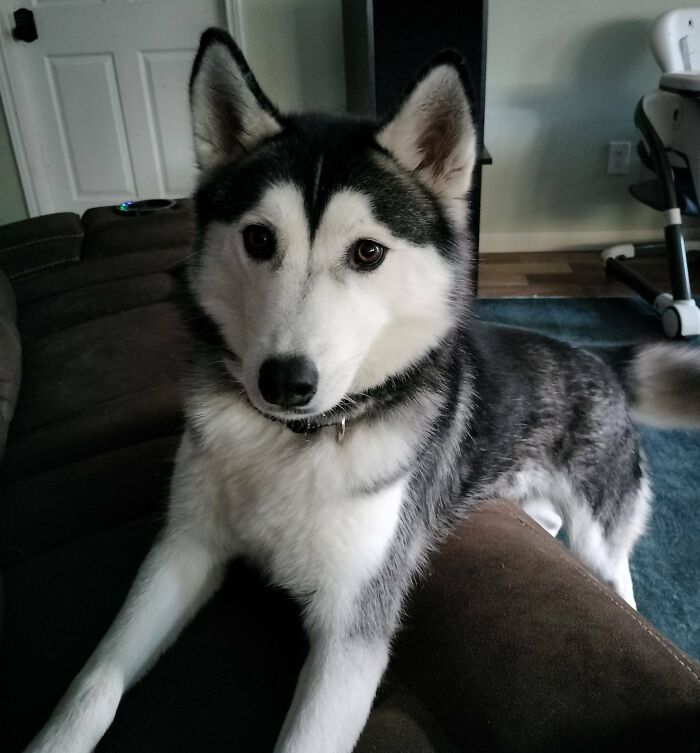 200 Siberian Huskies That Will Melt Every Dog Lover’s Heart | Bored Panda