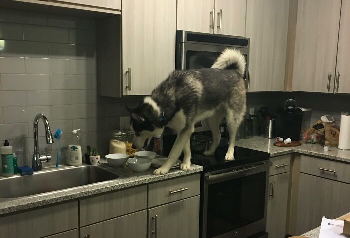 200 Siberian Huskies That Will Melt Every Dog Lover’s Heart | Bored Panda