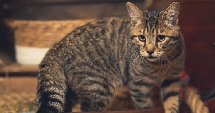 I Am A Professional Pet Photographer, And These Are The Best Shots I ...