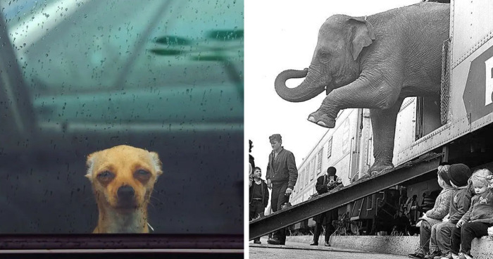 A Selection Of The Most Striking Images Of The Animal Kingdom For A Bit ...