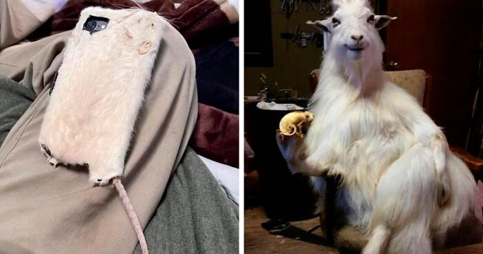 “Bad Taxidermy”: 35 Examples Of Taxidermy That’s So Horrific It’s Funny