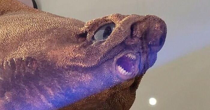 “Bad Taxidermy”: 35 Examples Of Taxidermy That’s So Horrific It’s Funny