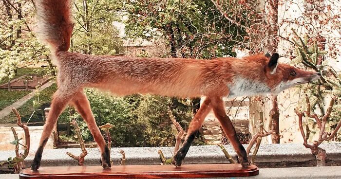 “Bad Taxidermy”: 35 Examples Of Taxidermy That’s So Horrific It’s Funny