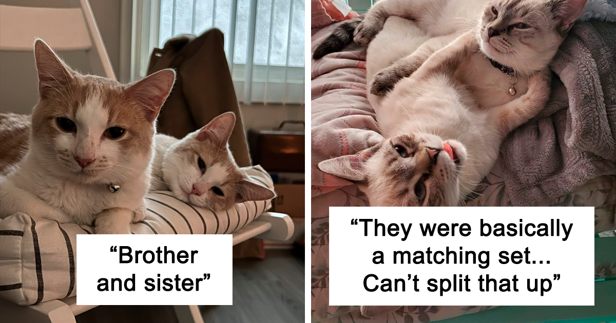 A Wholesome Twitter Thread Proves Why You Should Always Adopt Cats In ...