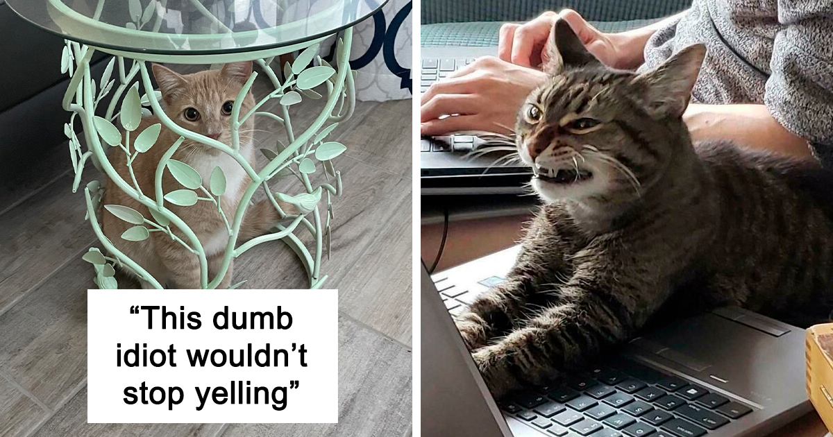 50 Cats Who Are Just Too Derpy For Their Own Good (New Pics) | Bored Panda