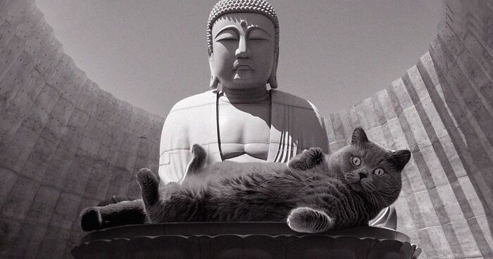 40 Best New Pics From “Cats Of Brutalism” For Anyone Who Appreciates ...