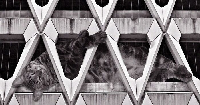 40 Best New Pics From “Cats Of Brutalism” For Anyone Who Appreciates ...