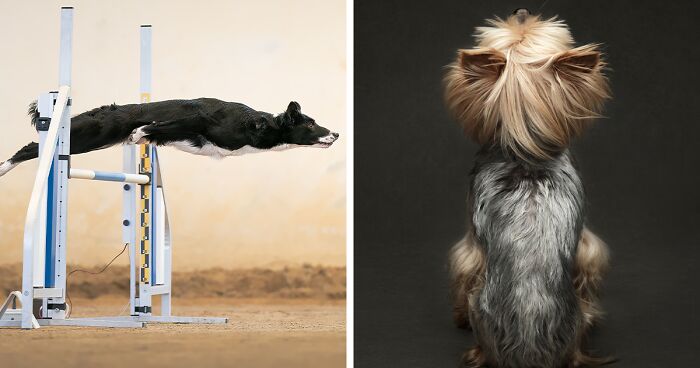 12 Of The Most Beautiful Shots, As Selected By The Dog Photographer Of ...