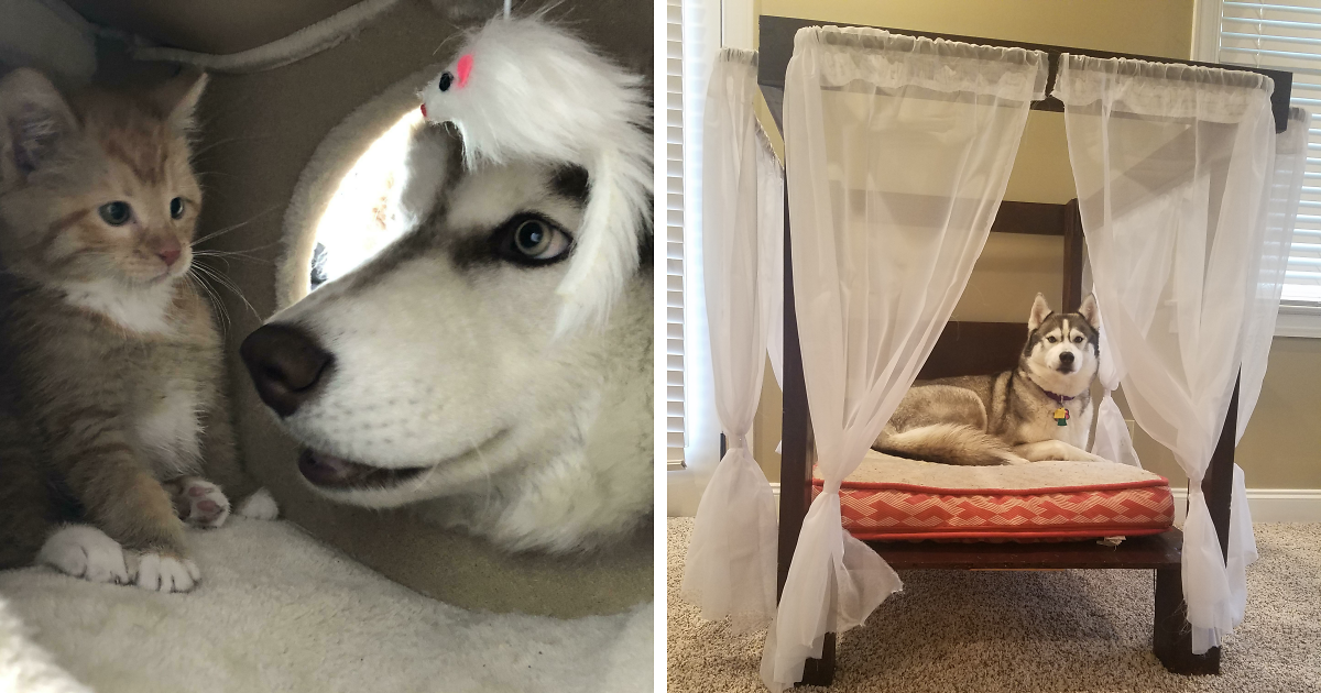 200 Siberian Huskies That Will Melt Every Dog Lover’s Heart | Bored Panda