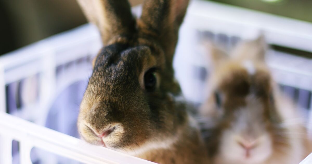 I Did A Photoshoot With Bunnies In Honor Of The Year 2023 | Bored Panda