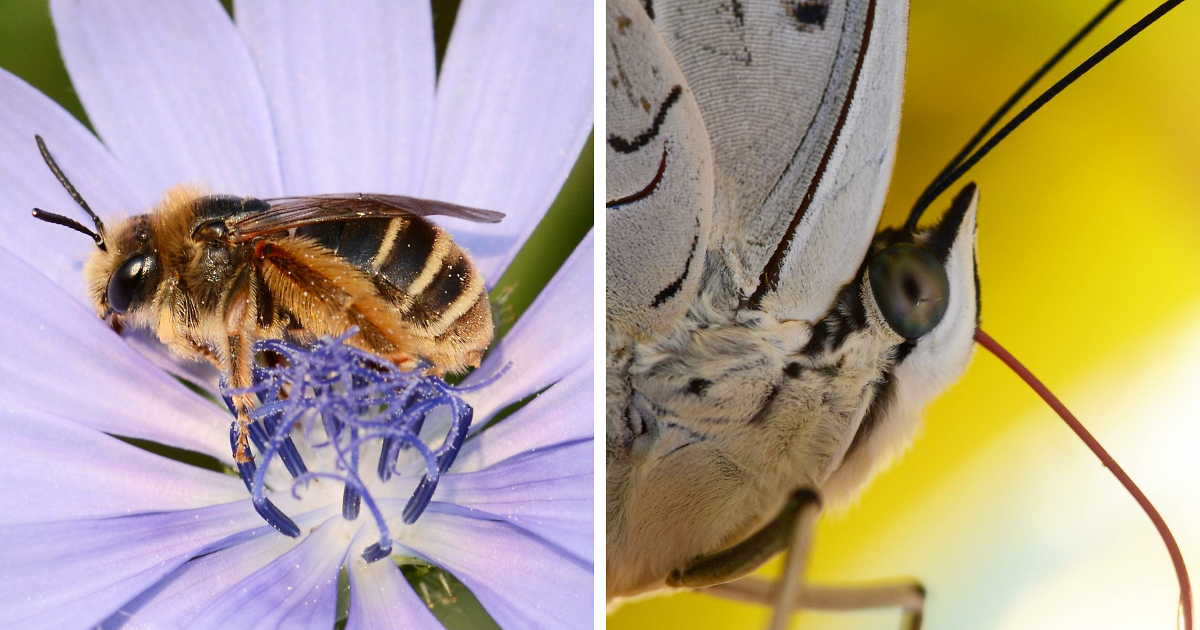 I Take Macro Photos Of The Hidden World Of Insects (10 Pics) | Bored Panda