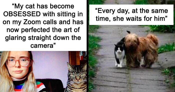 “Meow Incorporated”: 50 Perfectly Accurate Memes That Capture What It’s ...