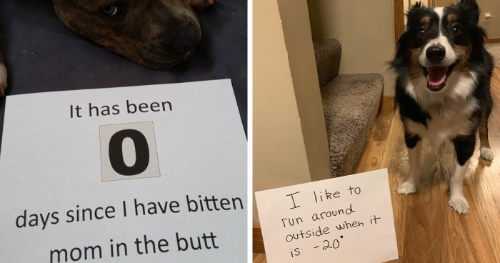 40 Times Pets Did Something Naughty And Ended Up On This “Dog Shaming ...