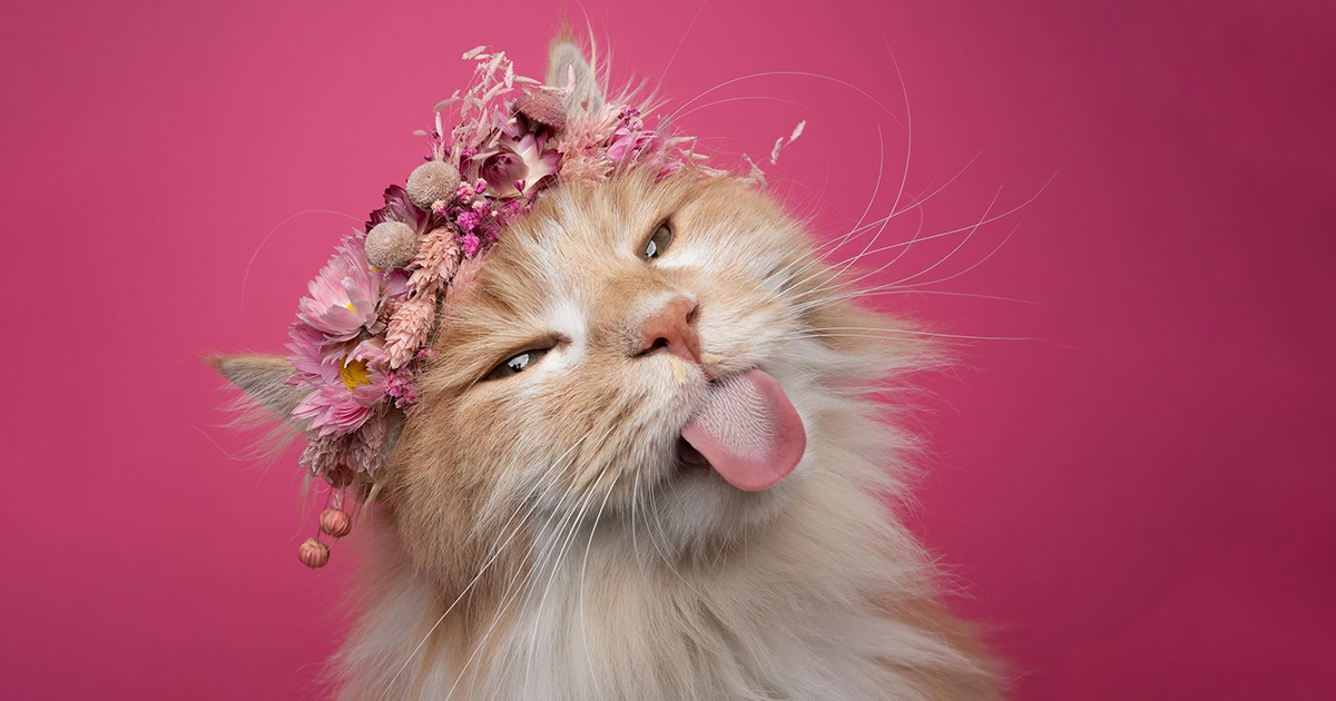 This ‘Catographer’ Takes Funny Pictures Of Cats That Might Make You ...