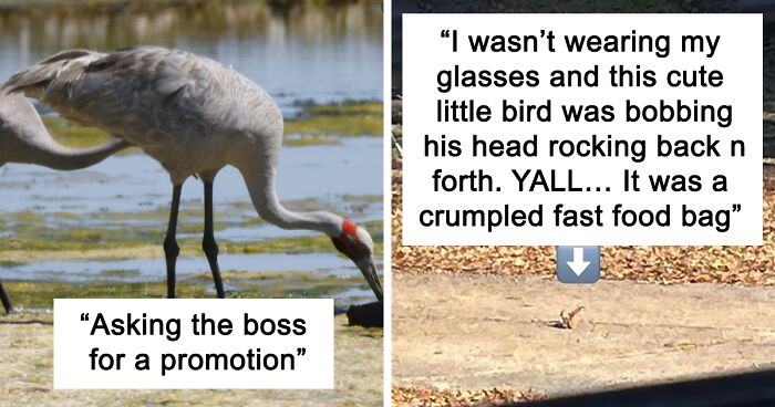 30 Times People Tried To Get Beautiful Bird Pics But It Went Horribly ...