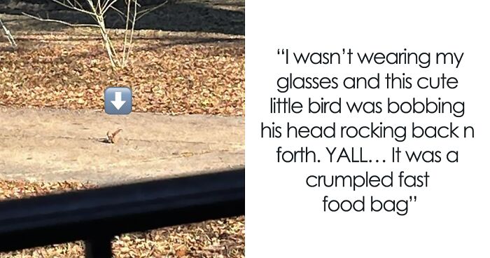 30 Times People Tried To Get Beautiful Bird Pics But It Went Horribly ...