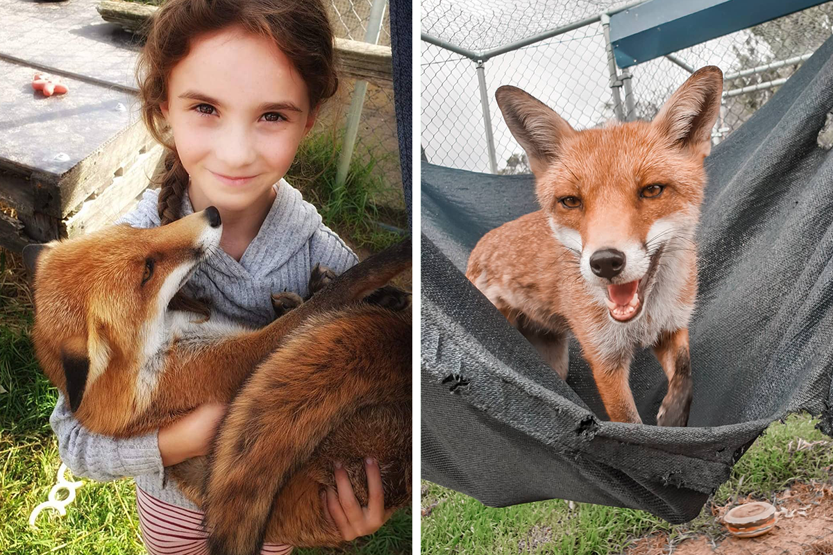 A Family-Run Farm Adopted A Rescue Fox That Has Formed An Inseparable ...