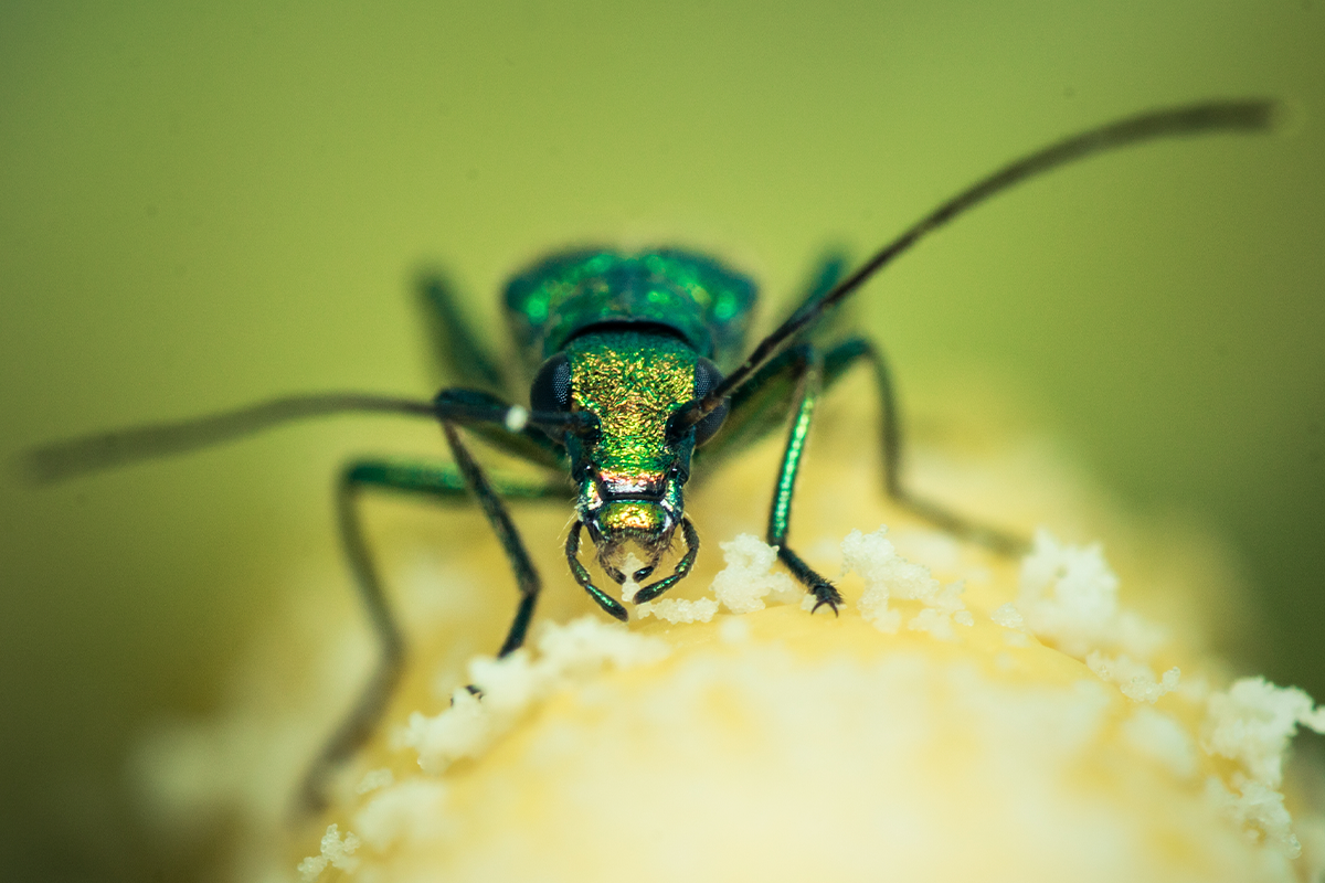 I Am A Belgian Natural Photographer And Here Are 23 Of My Best Shots I ...