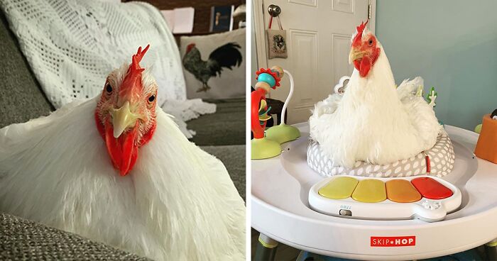 Boo Was Rescued From A Meat Factory 5 Years Ago, And His Life Shines In ...