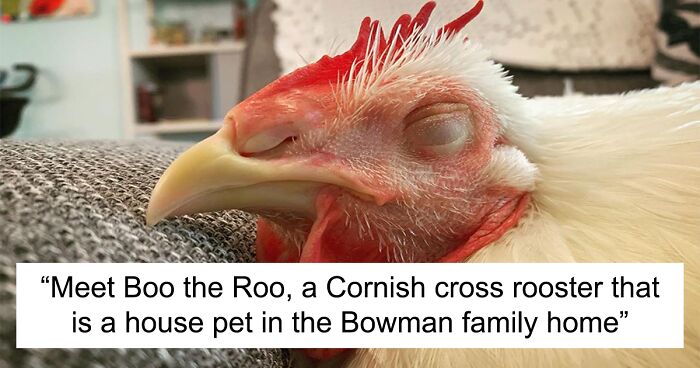 Boo Was Rescued From A Meat Factory 5 Years Ago, And His Life Shines In ...