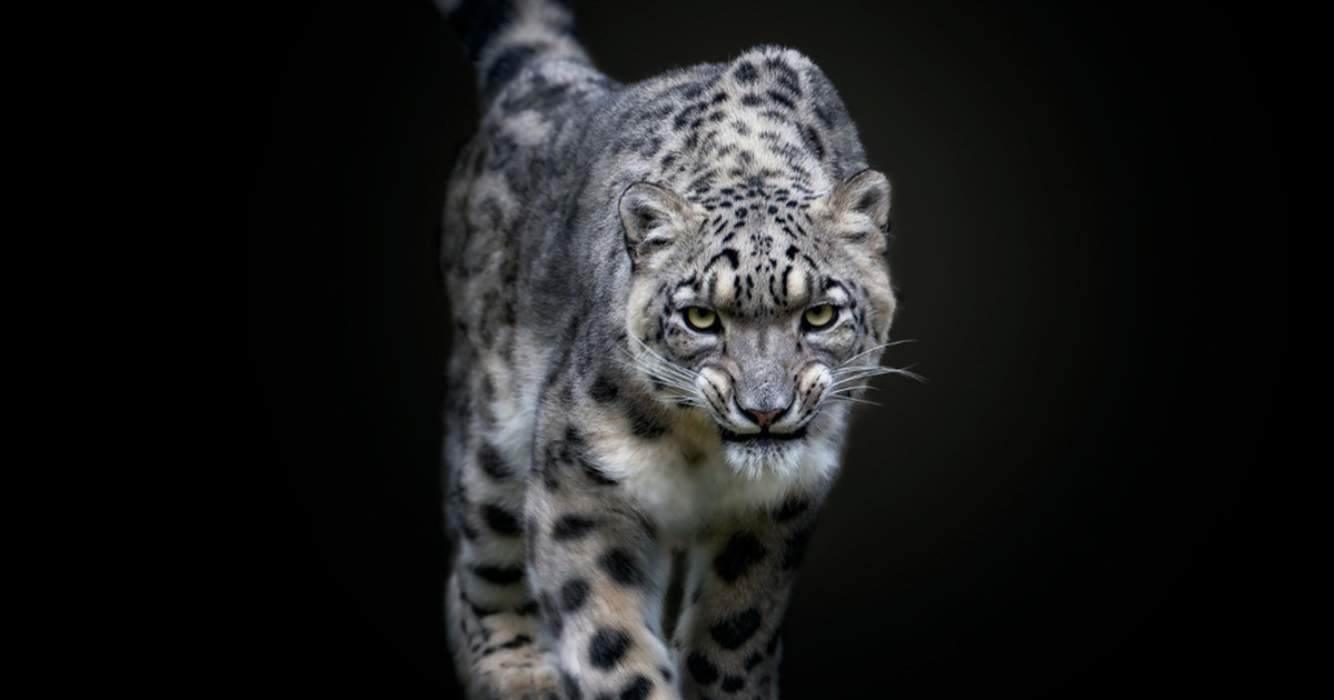 Wild Animal Photography Portraits