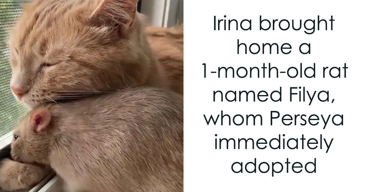 The Most Unlikely Friendship Formed Between This Cat And A Rat, Who Now ...