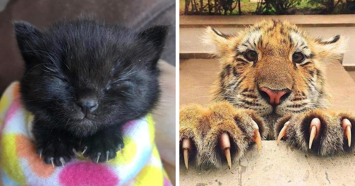 “The Chances Of You Getting Killed By A Cat Are Low, But Never Zero ...