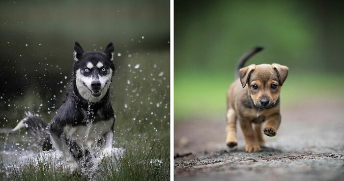 40 Action Photos Of Dogs That I Took Because I Think Dogs Are Adorable ...