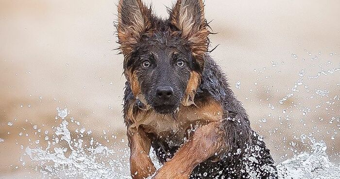 40 Action Photos Of Dogs That I Took Because I Think Dogs Are Adorable ...