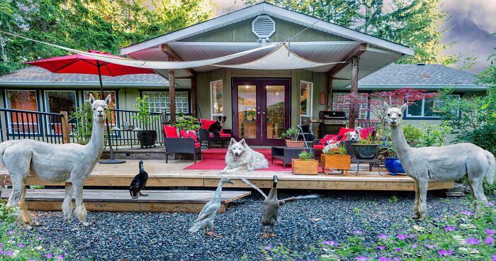 I Photograph Full Farm Portraits, And Here Are Some Of My Favorite ...