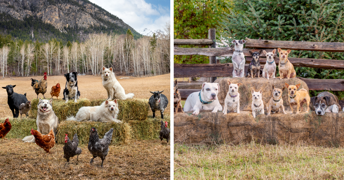 I Photograph Full Farm Portraits, And Here Are Some Of My Favorite ...