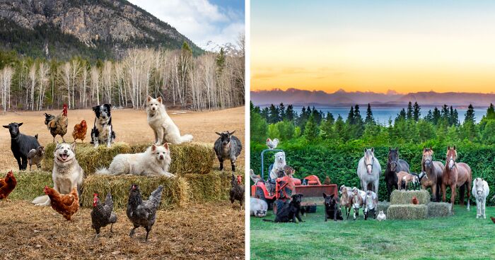 I Photograph Full Farm Portraits, And Here Are Some Of My Favorite ...