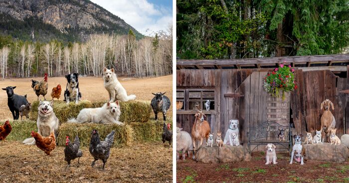 I Photograph Full Farm Portraits, And Here Are Some Of My Favorite ...