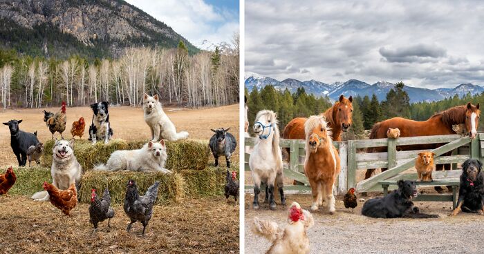I Photograph Full Farm Portraits, And Here Are Some Of My Favorite ...