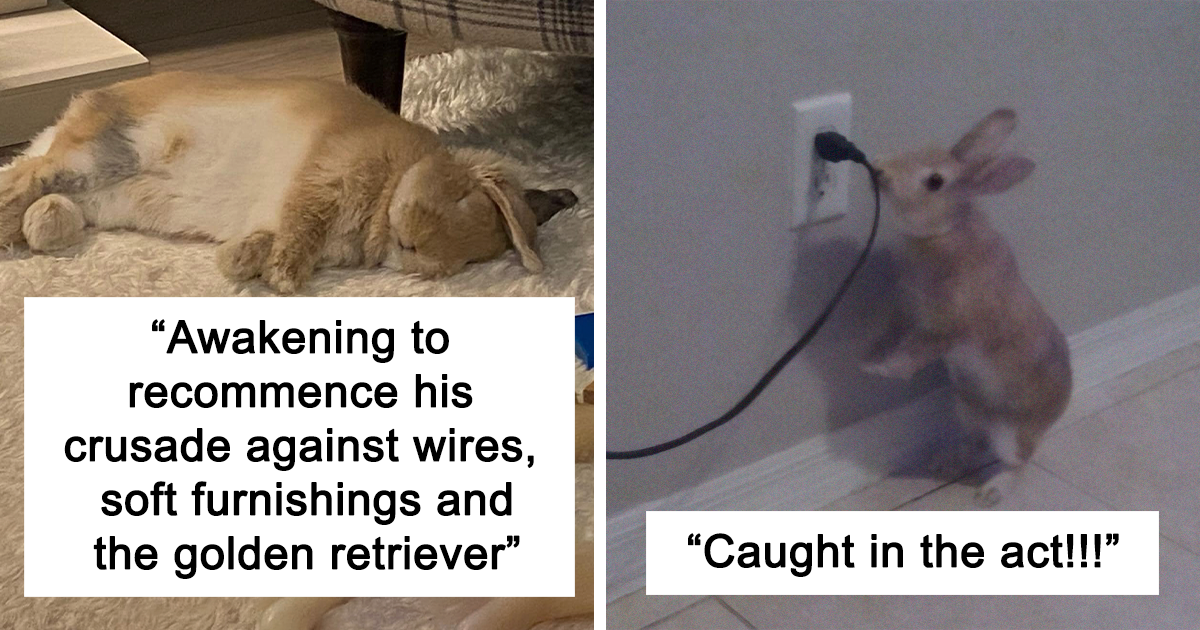 “Bunnies Are Jerks”: 50 Hilarious Posts By Rabbit Owners That Show The ...