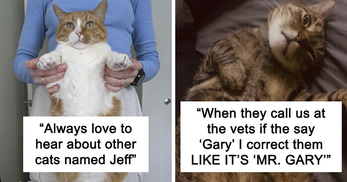 50 Hilarious Cat Names That Crack Vets Up Every Time | Bored Panda