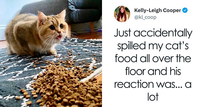 50 Of The Most Hilarious Cat Tweets Ever (New Pics) | Bored Panda