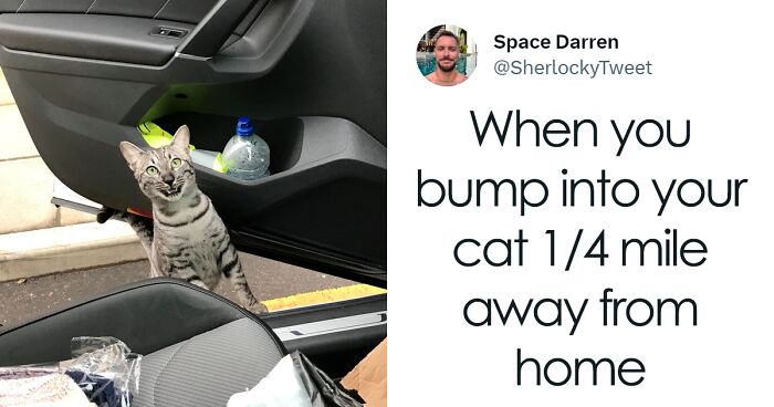 50 Of The Most Hilarious Cat Tweets Ever (New Pics) | Bored Panda