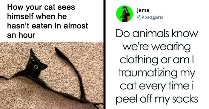 50 Of The Most Hilarious Cat Tweets Ever (New Pics) | Bored Panda