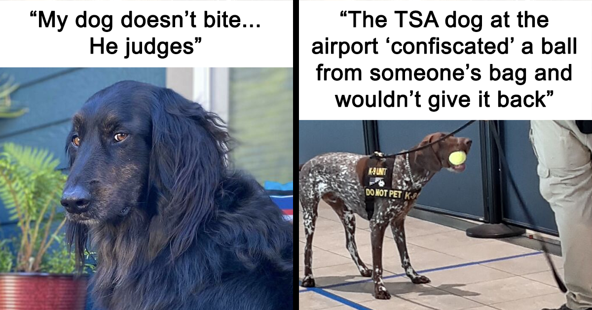 45 Hilarious Dog Posts To Put A Smile On Your Face (New Pics)