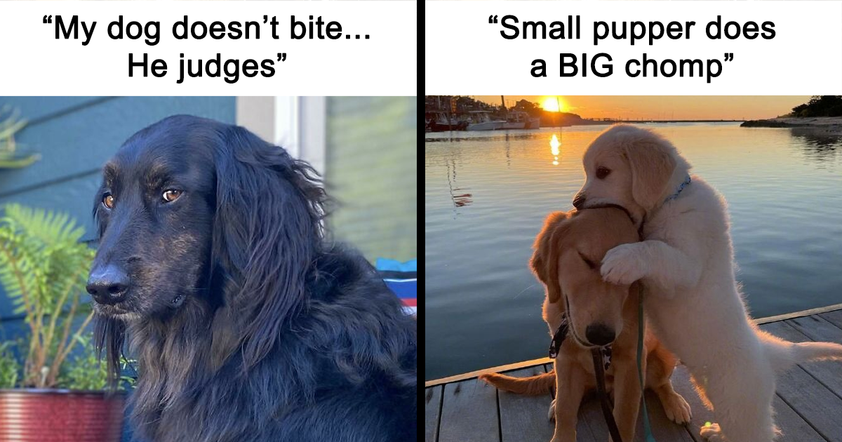 45 Hilarious Dog Posts To Put A Smile On Your Face (New Pics)