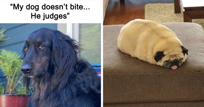 45 Hilarious Dog Posts To Put A Smile On Your Face (New Pics)