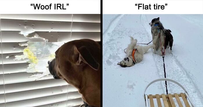 45 Hilarious Dog Posts To Put A Smile On Your Face (New Pics)